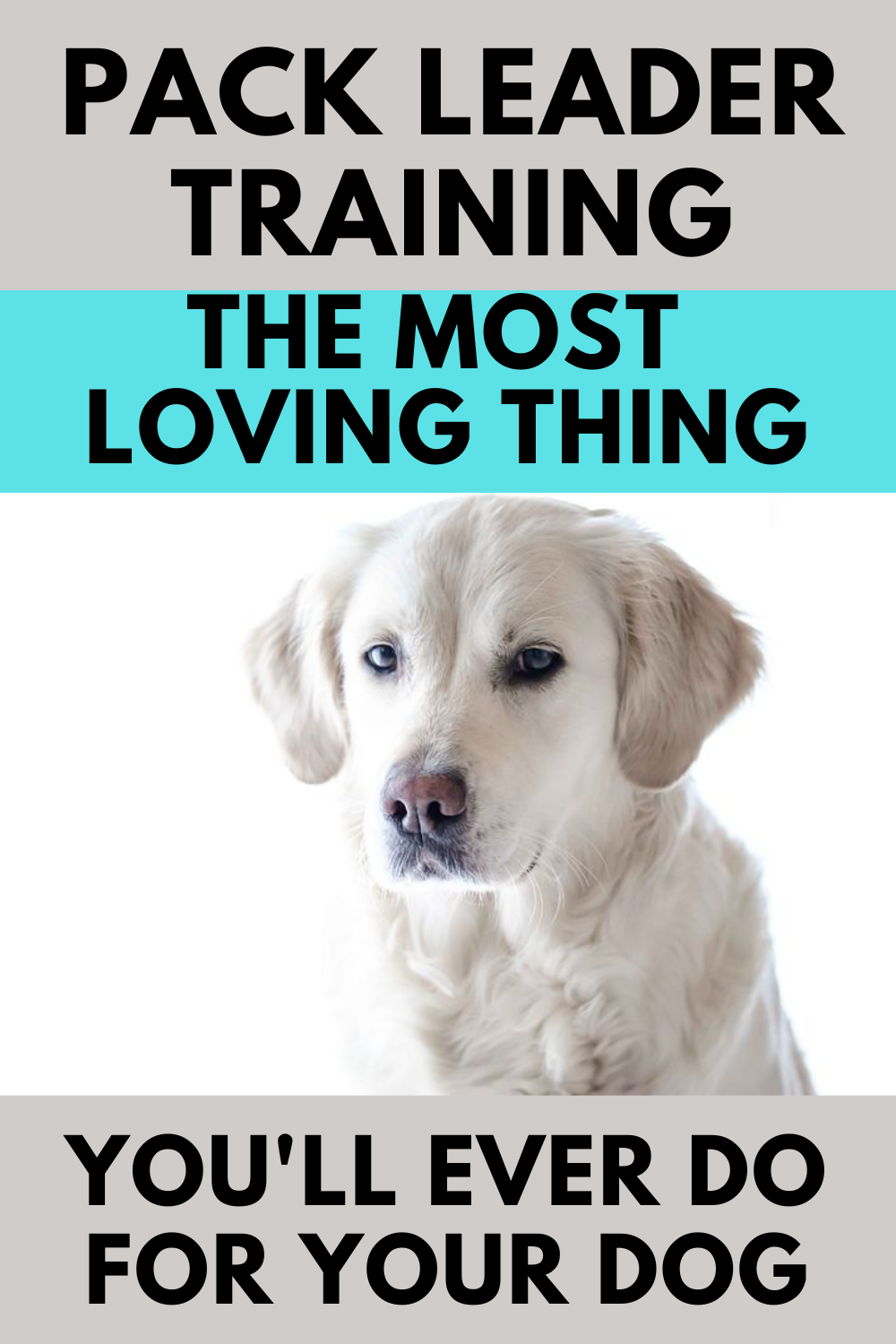 How to Train a Dominant Dog - YOU Be the Pack Leader!