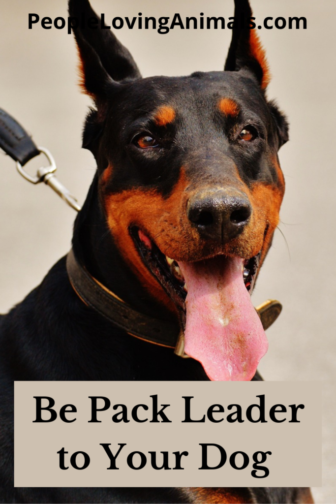 Be Pack Leader to Your Dog - Most Effective Dog Training!