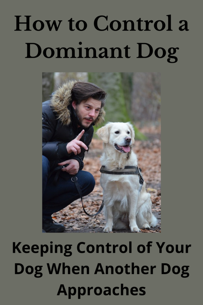 How to Train a Dominant Dog - YOU Be the Pack Leader!