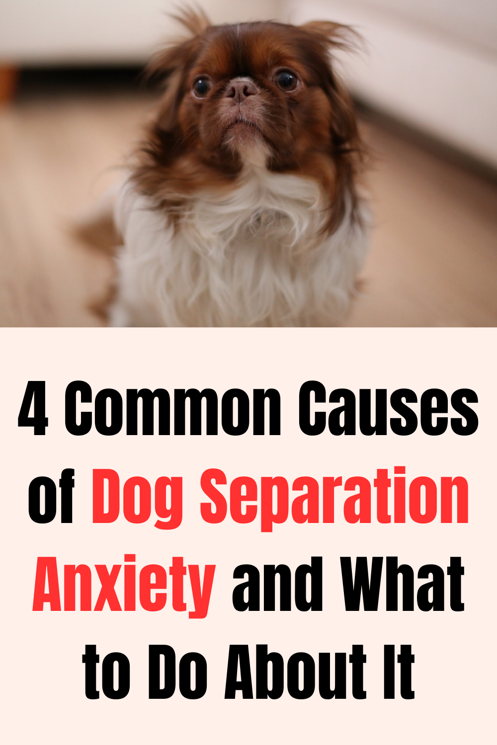 Treating Dog Separation Anxiety - Help Staying Home Alone