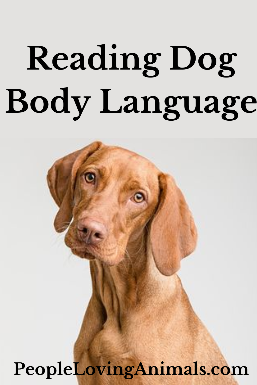 Reading Dog Body Language - Dog Body Language Meaning