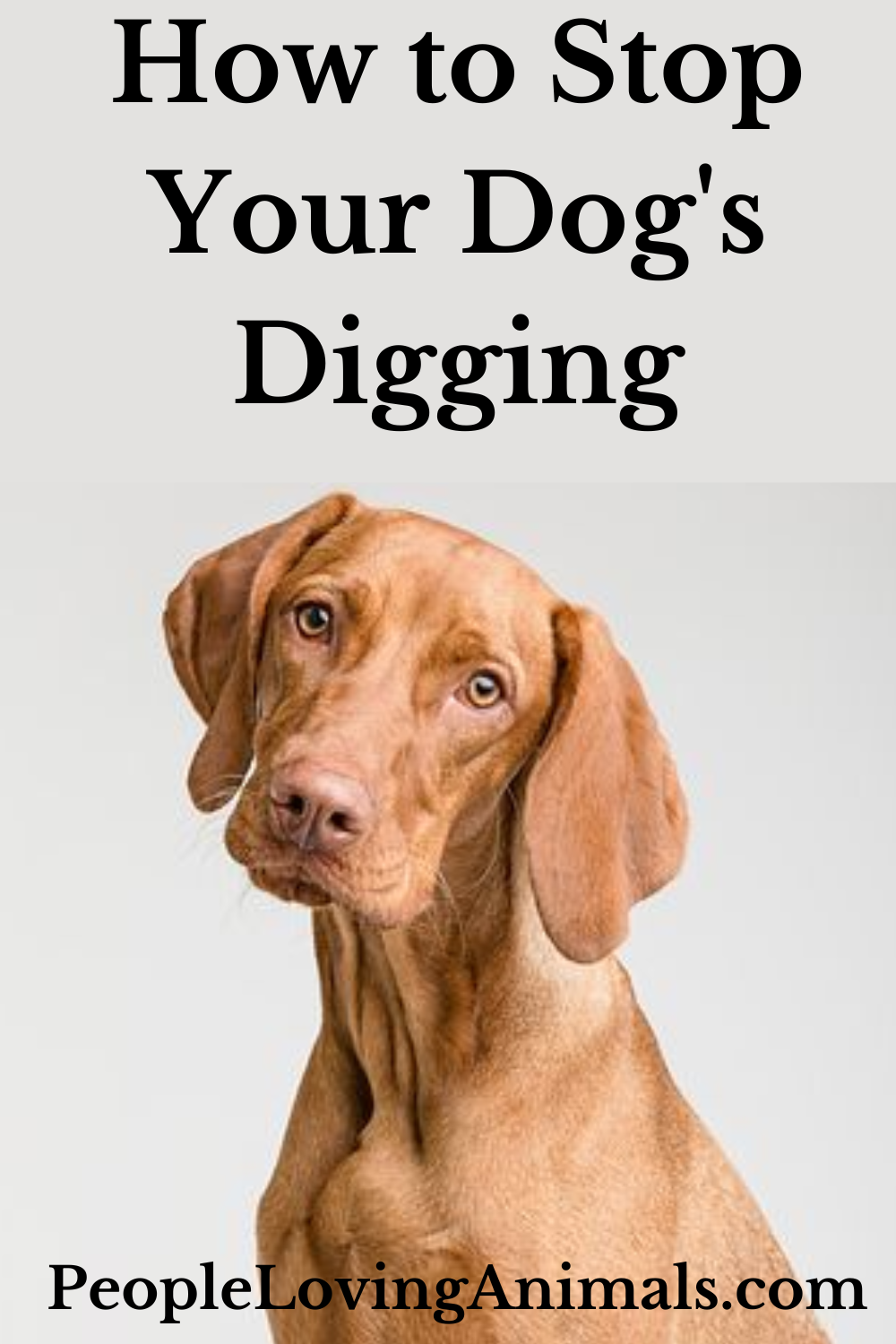How to Stop Your Dog's Digging - 4 Reasons Why Dogs Dig
