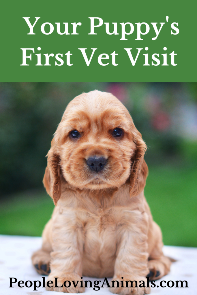 First Time Vet Visit for Your Puppy - What to Expect