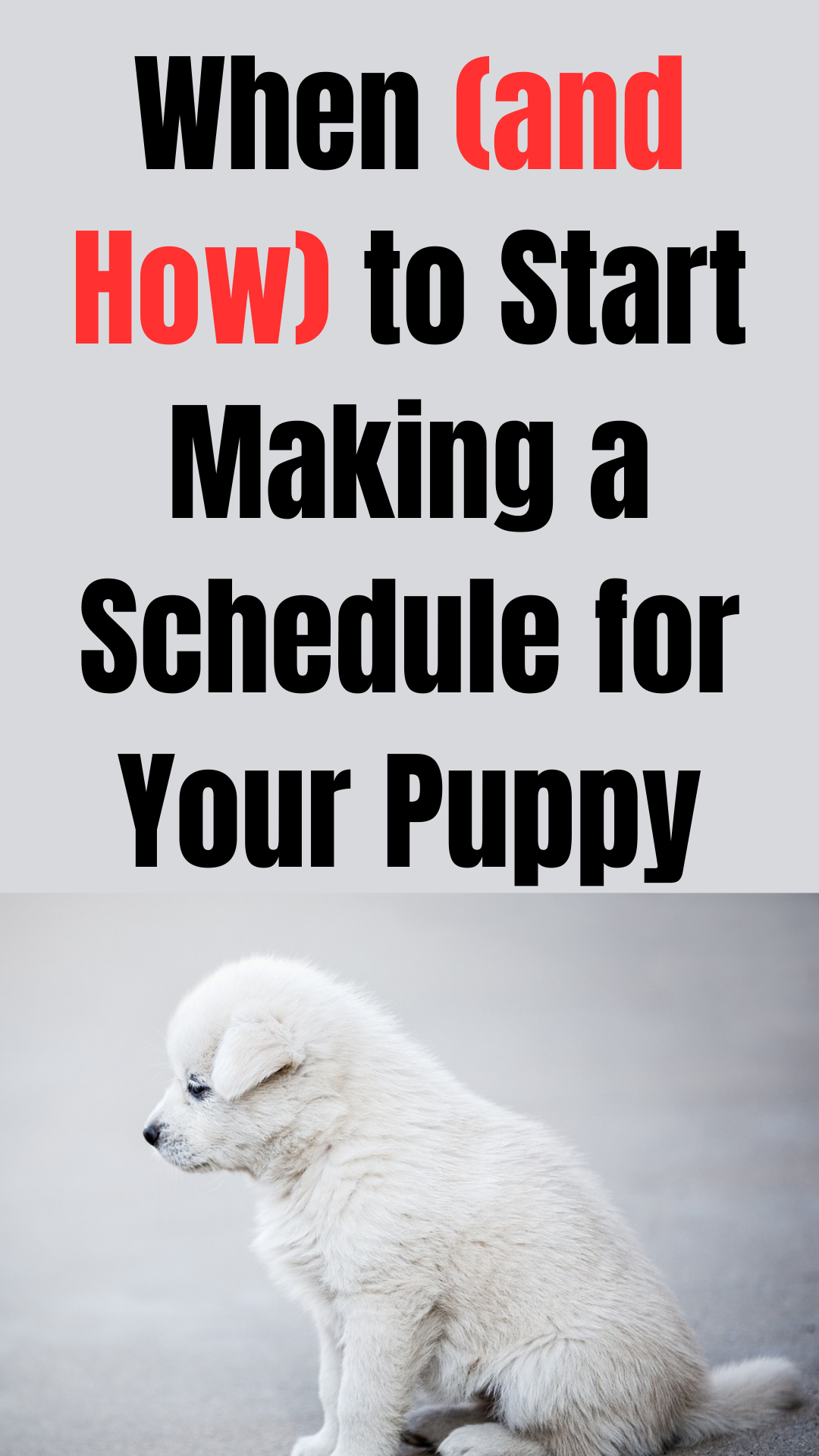 Establishing a Routine for Your Puppy - Consistency is Key!
