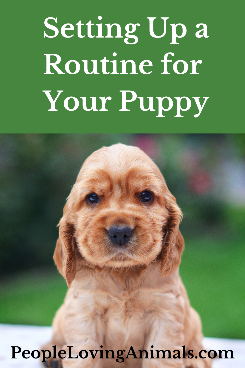 Establishing a Routine for Your Puppy - Consistency is Key!