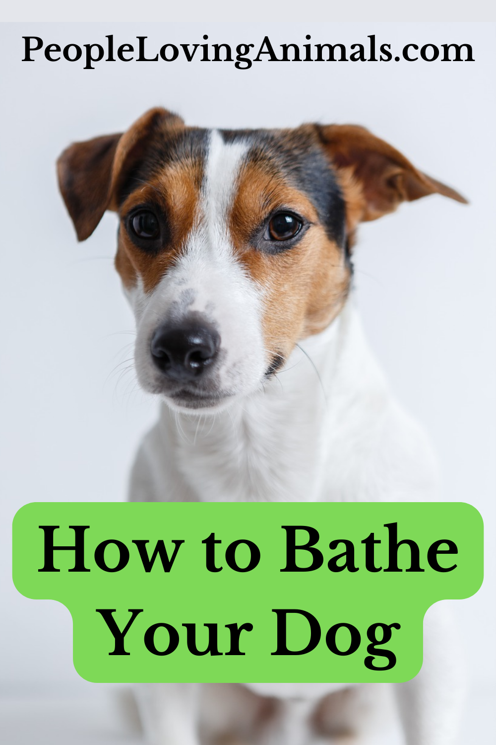 How to Bathe Your Dog - Tips to Make it Way Easier