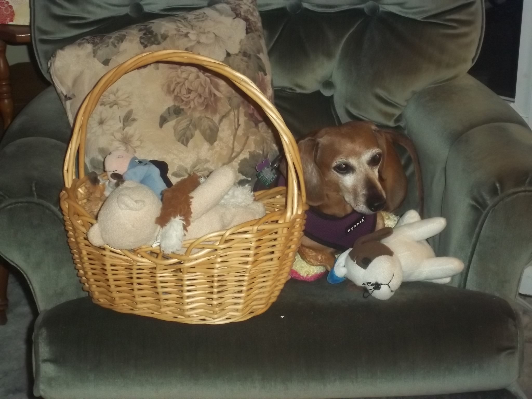 Adopting Rescue Dogs - How to Choose and Prepare