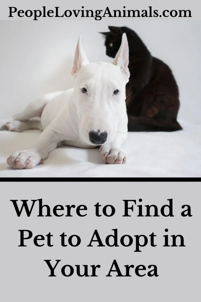 Where to Find a Pet - Find a Pet to Adopt Near You