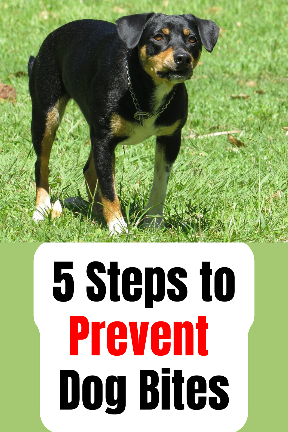 Dog Biting Training Tips - Prevention for Adults and Kids