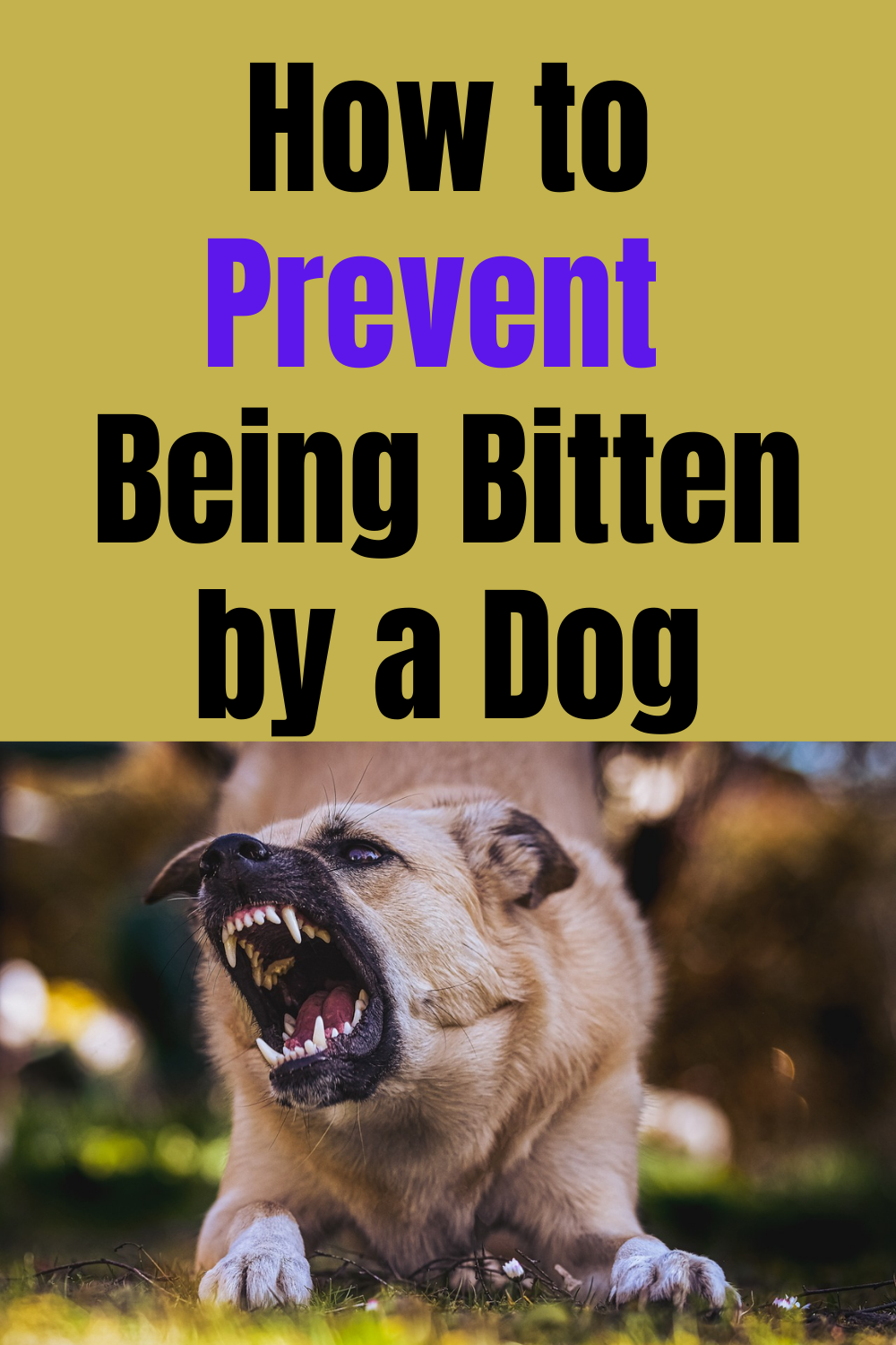 Dog Biting Training Tips - Prevention for Adults and Kids