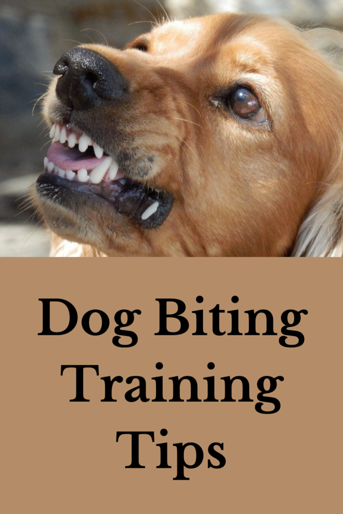 Dog Biting Training Tips - Prevention for Adults and Kids