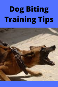 Dog Biting Training Tips - People Loving Animals