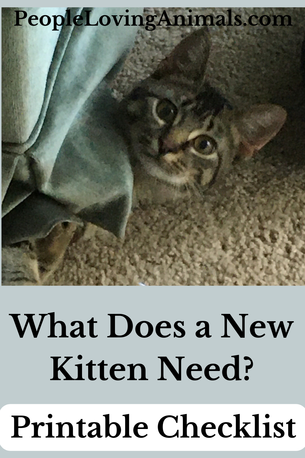 What Does a New Kitten Need? | Printable Kitten Checklist