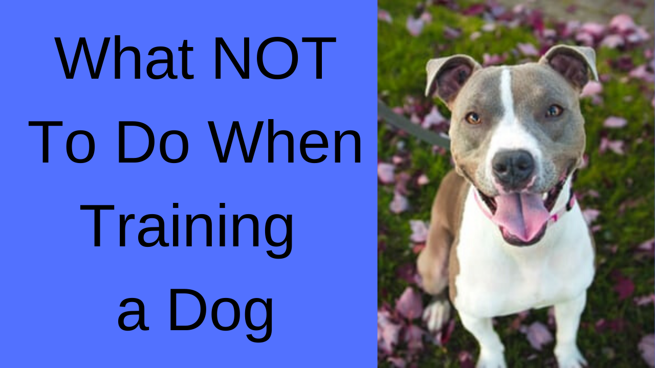 What NOT to Do When Training a Dog - People Loving Animals