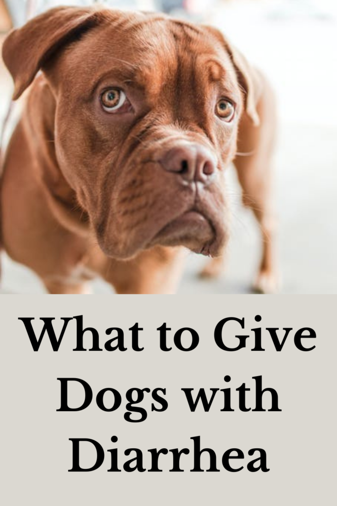 What to Give Dogs with Diarrhea - Includes Printable List