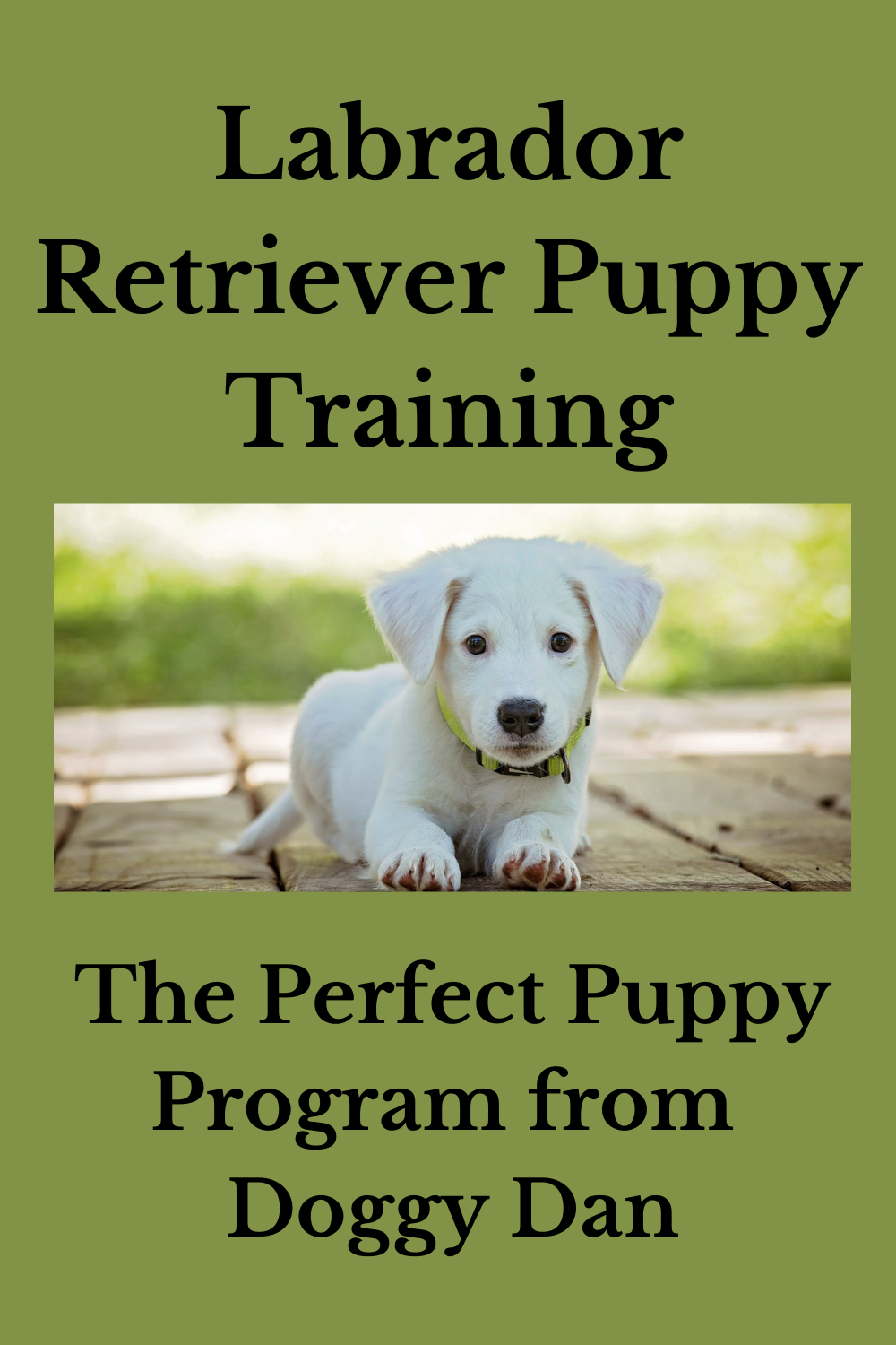 Labrador Retriever Puppy Training - The Perfect Puppy Program