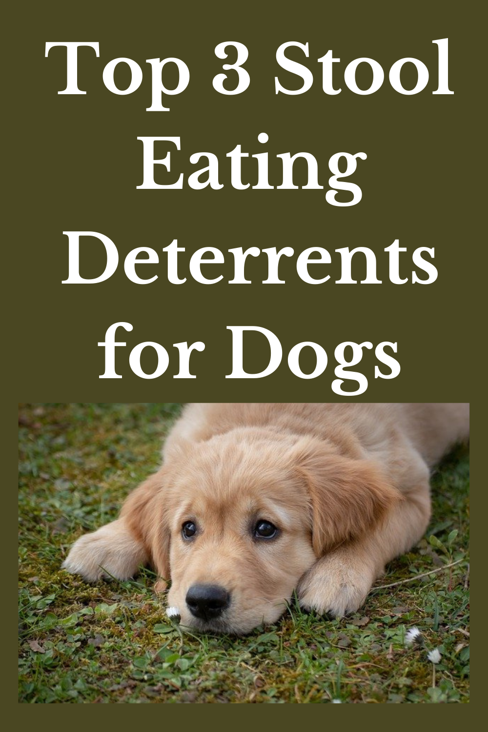 Top 3 Stool Eating Deterrents for Dogs Stop Dog Eating Poop!