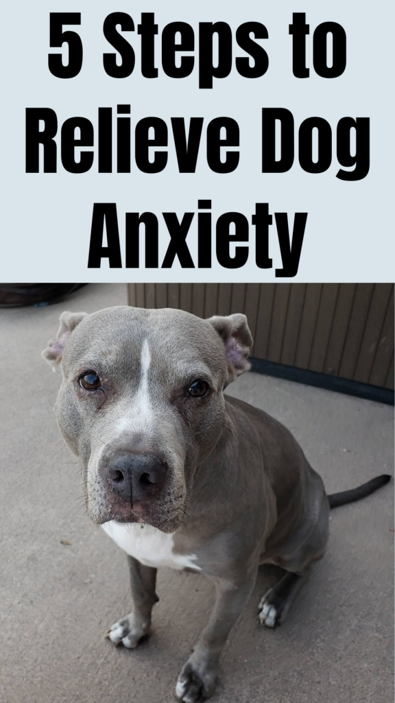 How to Calm Dogs with Anxiety - Symptoms, Causes & Solutions