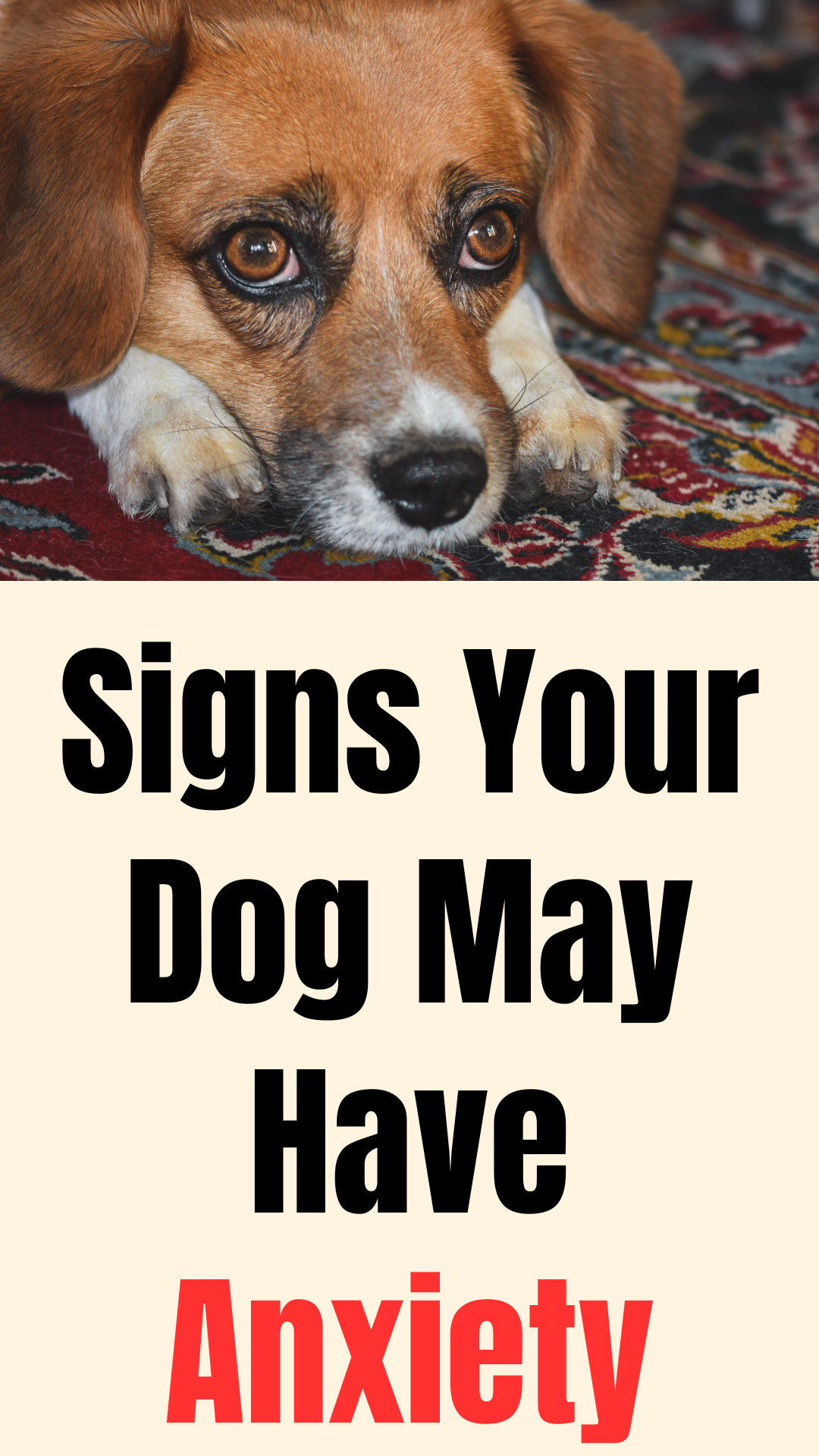 How to Calm Dogs with Anxiety - Symptoms, Causes & Solutions