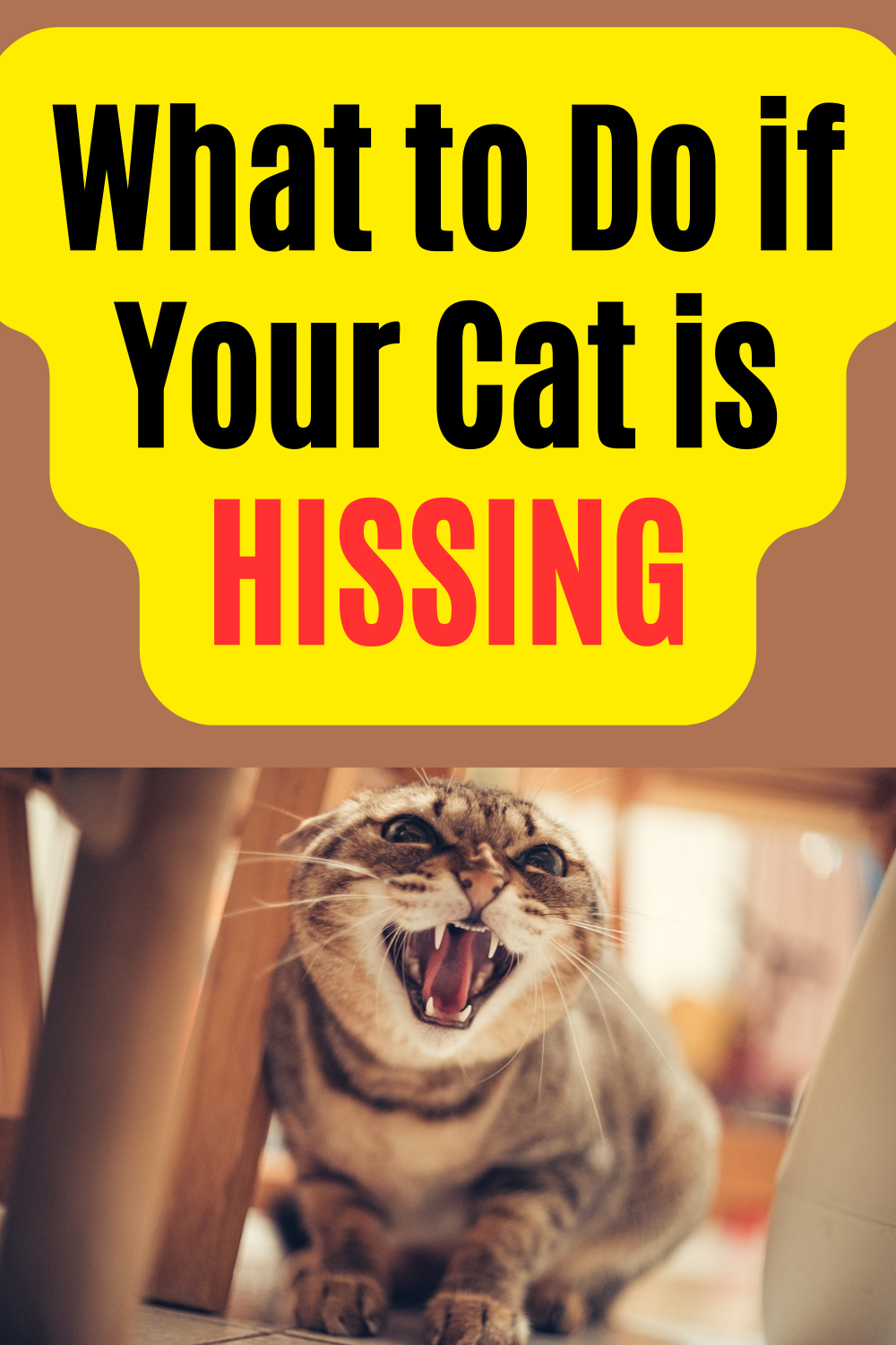 Why Do Cats Hiss? - Exactly Why and Exactly What to Do!