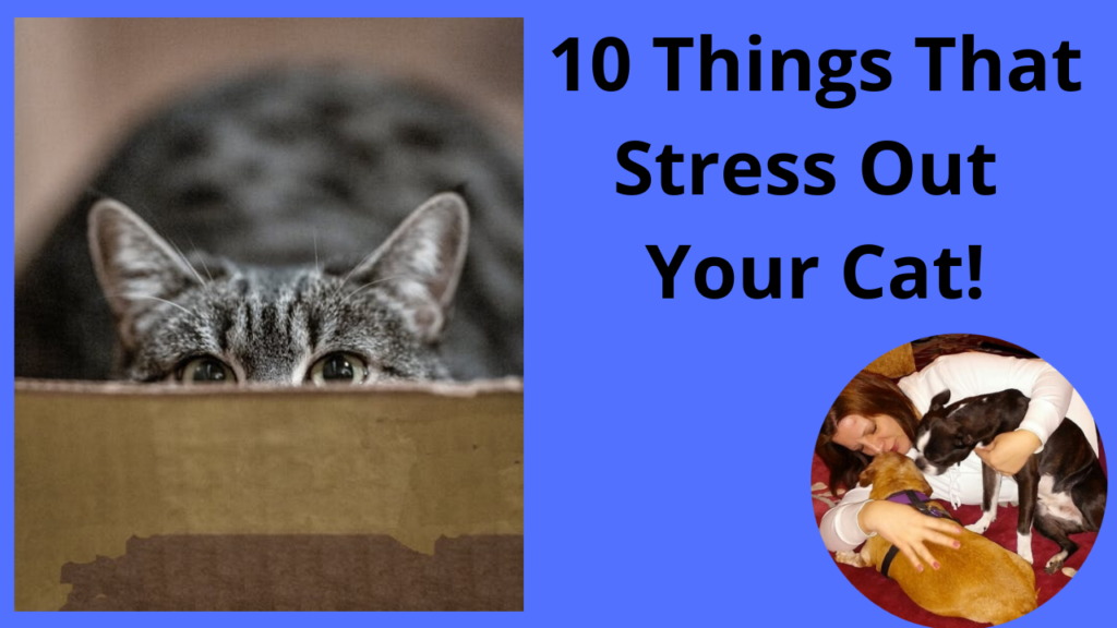 Why Do Cats Hiss? - At People, Each Other and What to Do