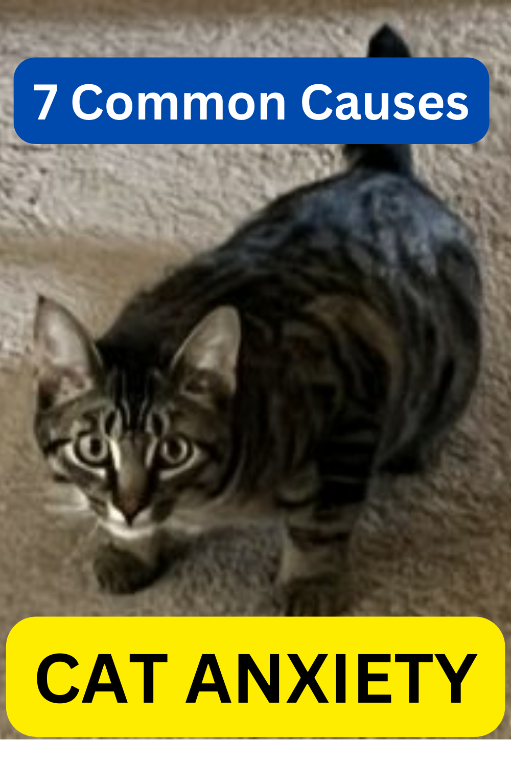 What is Cat Anxiety? - Symptoms, Causes and Treatment