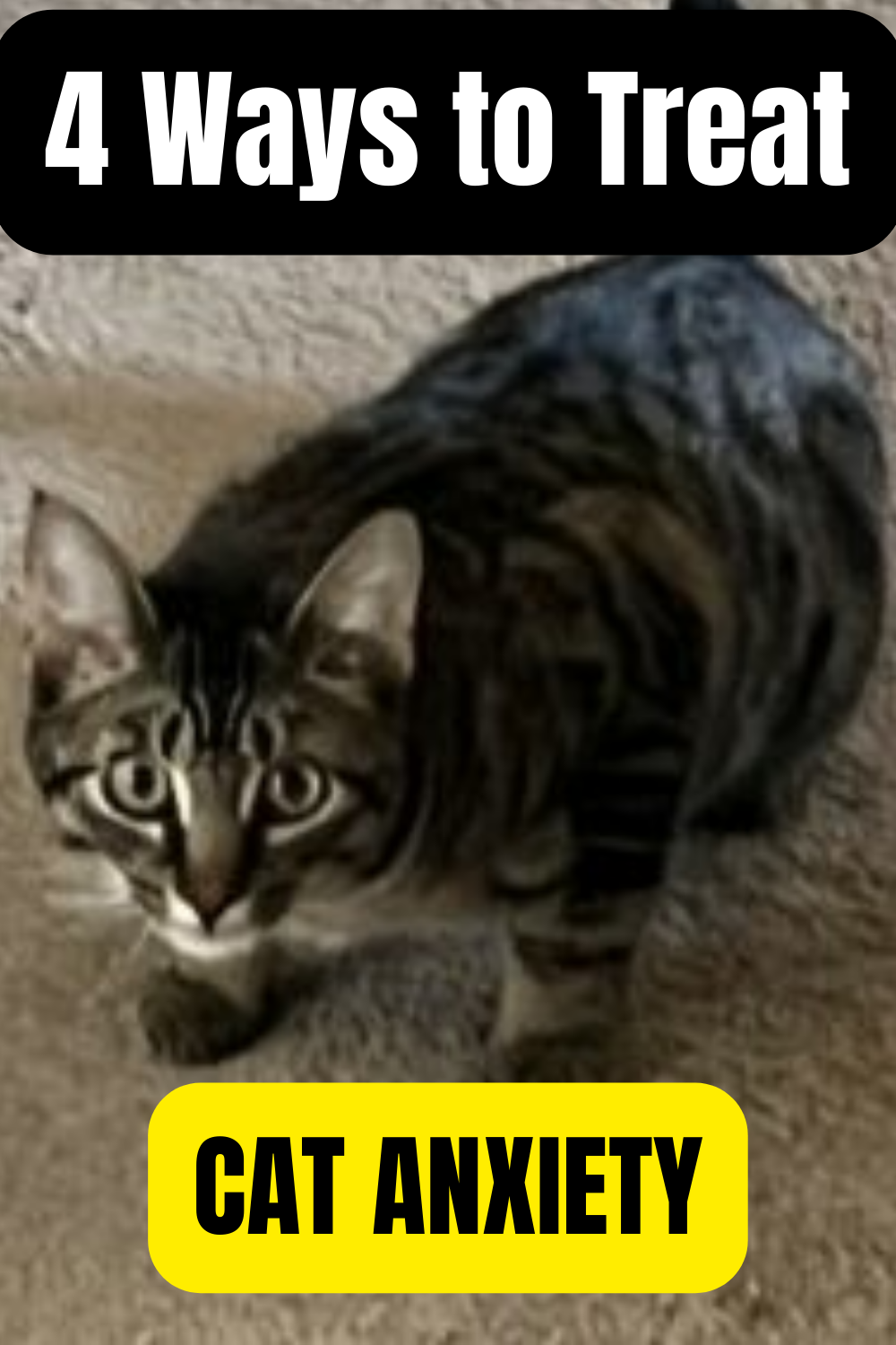 What is Cat Anxiety? - Symptoms, Causes and Treatment