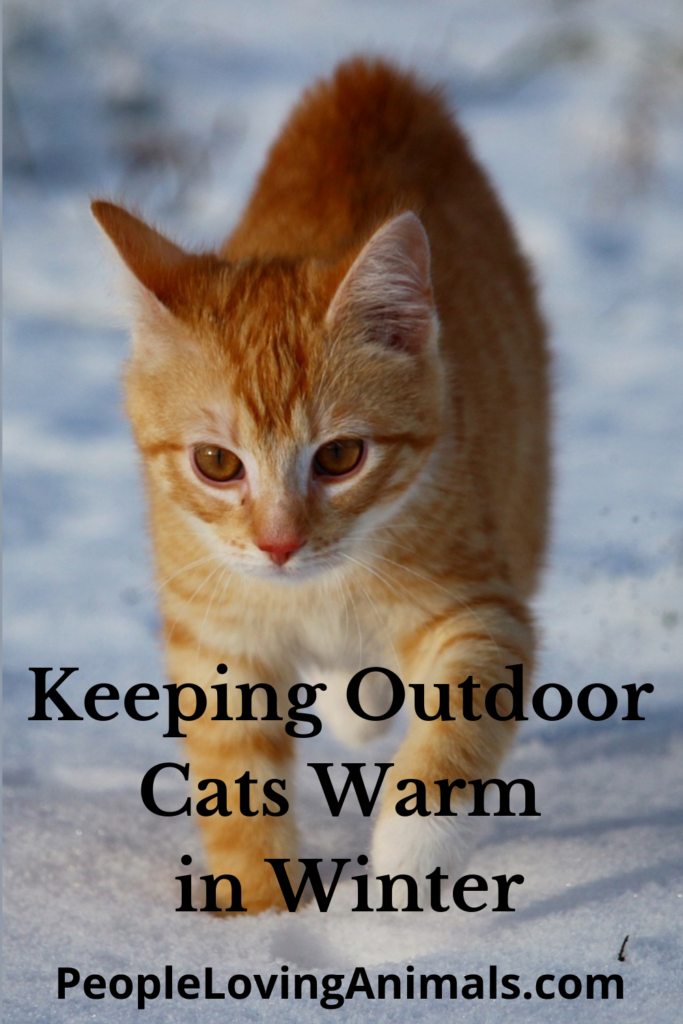 Keeping Outdoor Cats Warm in Winter - Specific Things To Do