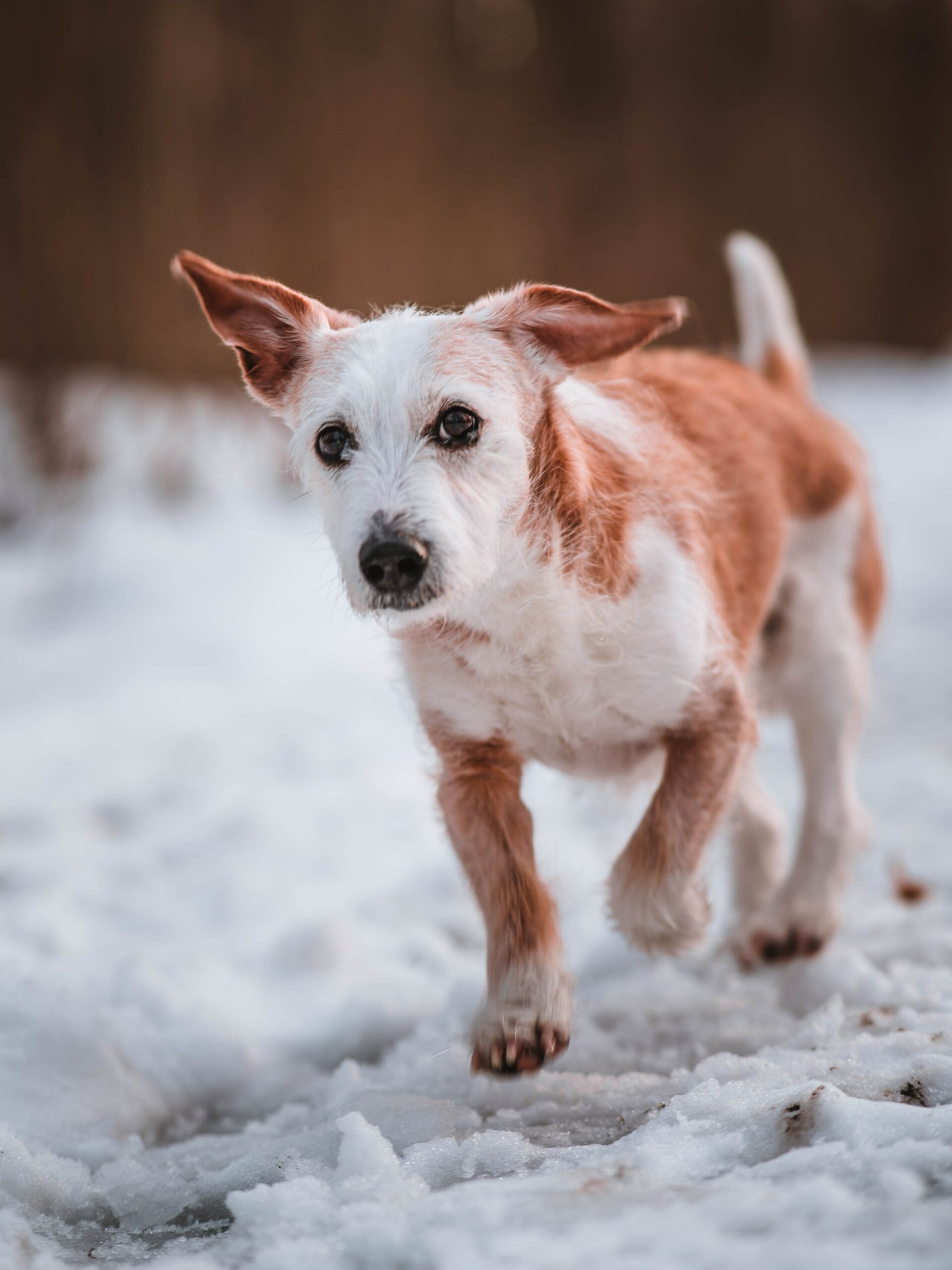 Walking Dogs in Cold Weather - Things You DON'T Know