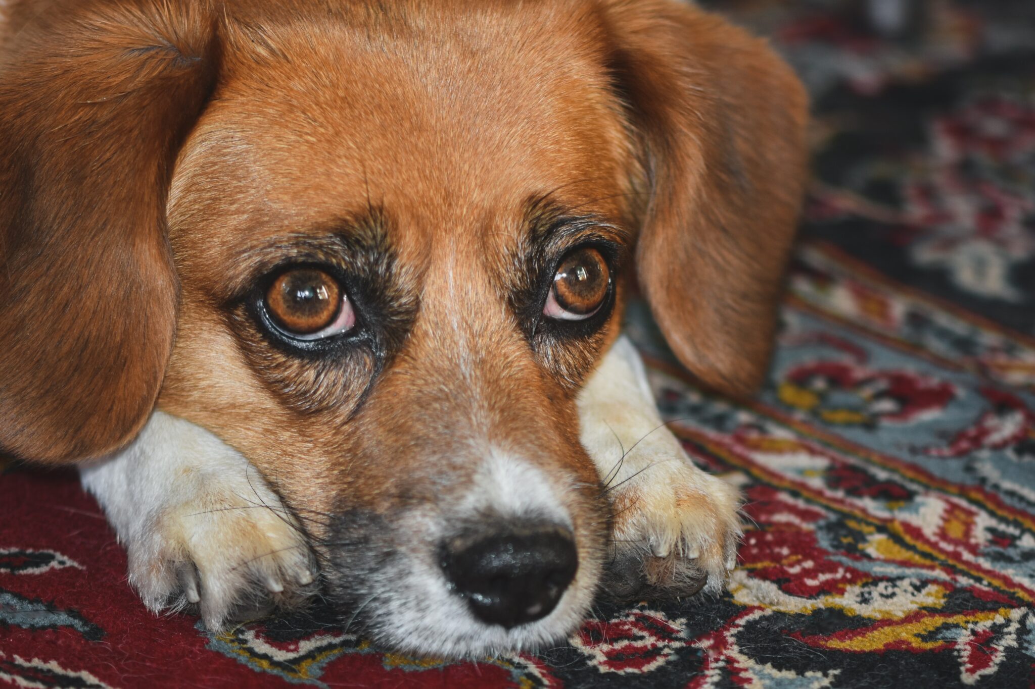 What is Dog Anxiety? - Dog Anxiety Shouldn't Be Ignored