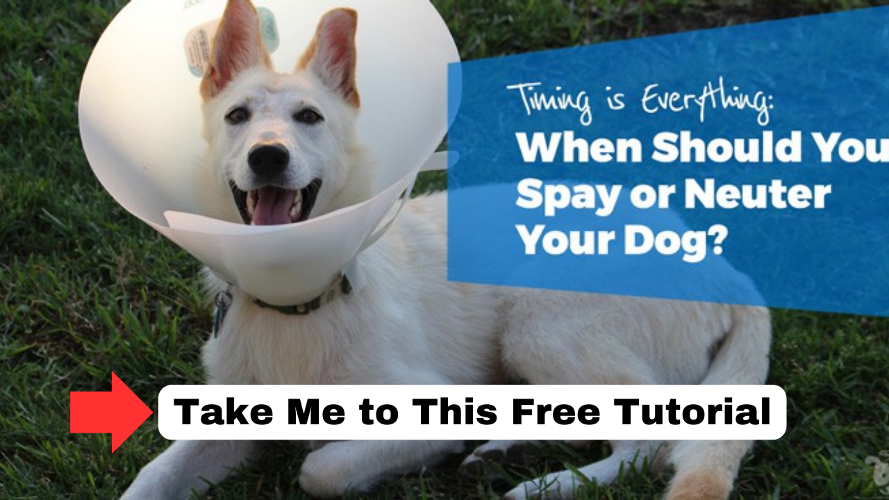 Free Spay or Neuter Clinics Near You