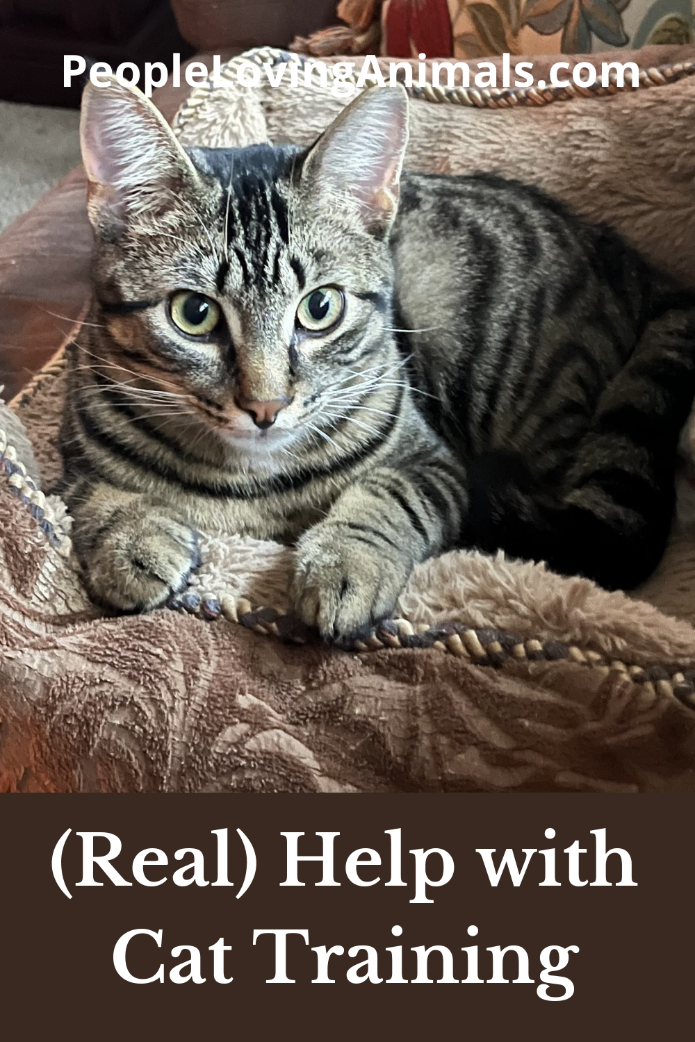 Help With Cat Training - People Loving Animals