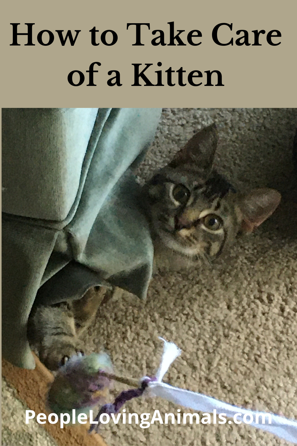 How to Take Care of a Kitten - Step-by-Step Guidance