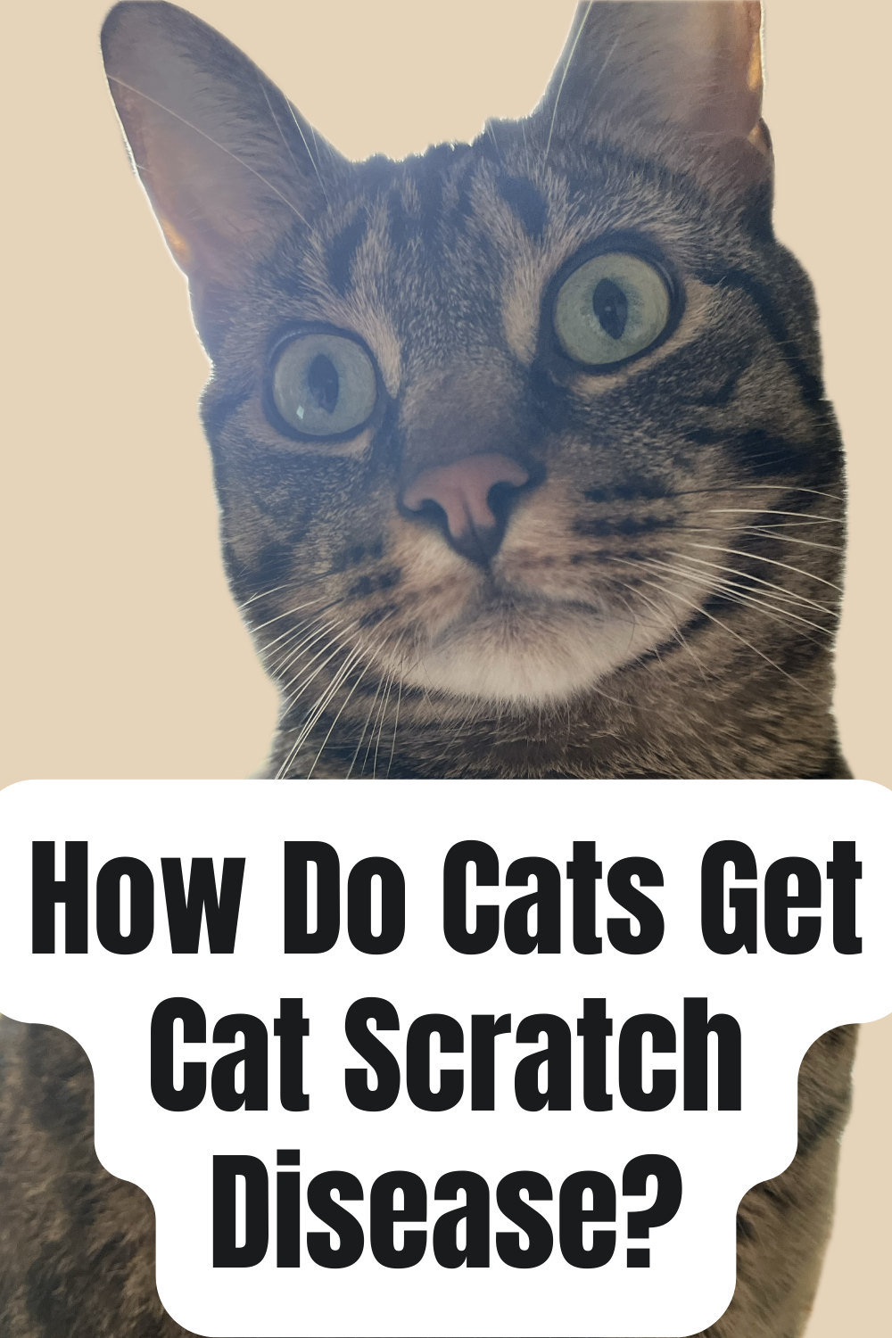 What is Cat Scratch Disease? - AKA Cat Scratch Fever