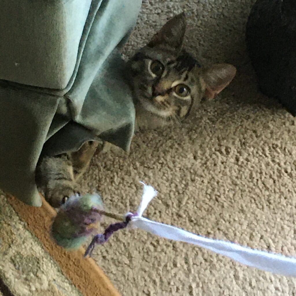 How to Take Care of a Kitten - Step-by-Step Guidance