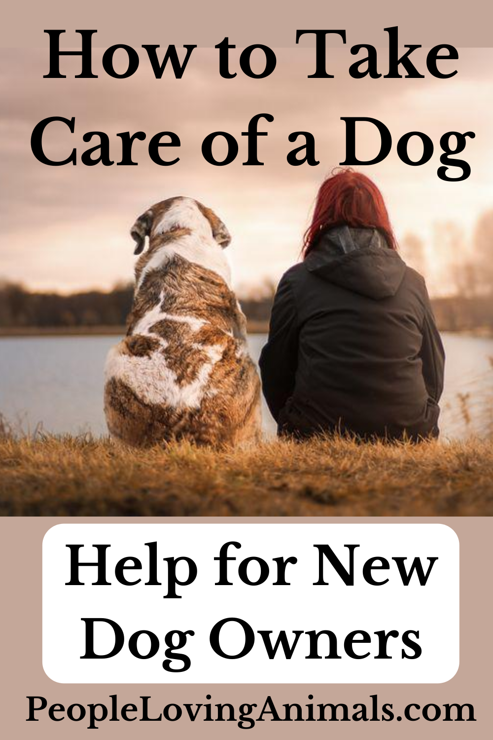 How to Take Care of a Dog - Help for New Dog Owners
