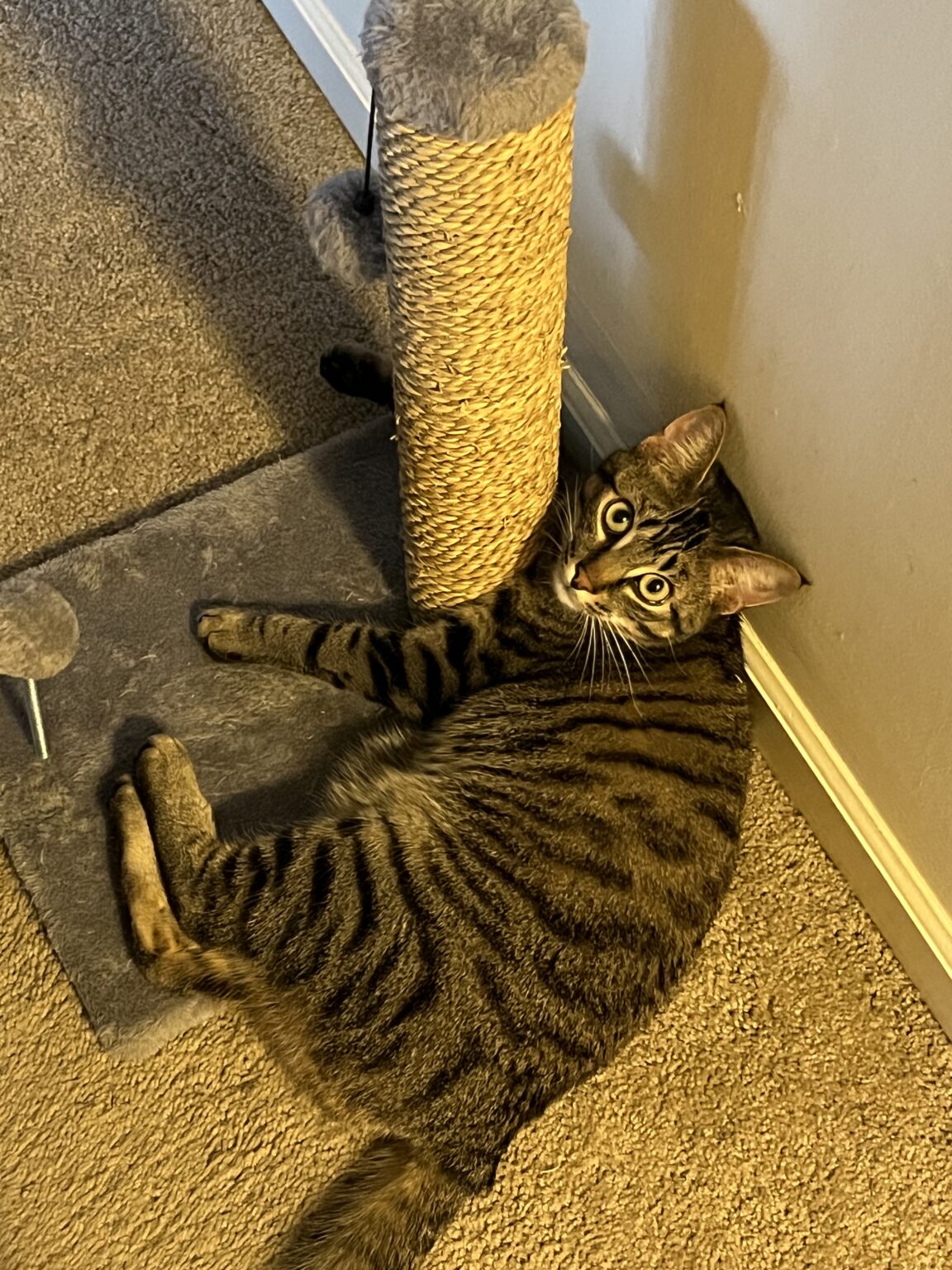 How to Train a Cat | Steps to Solve Cat Behavior Problems