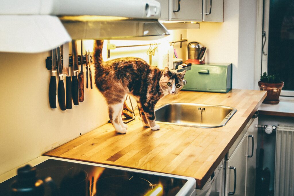 How to Keep Cats Off Counters - Super Effective Tips