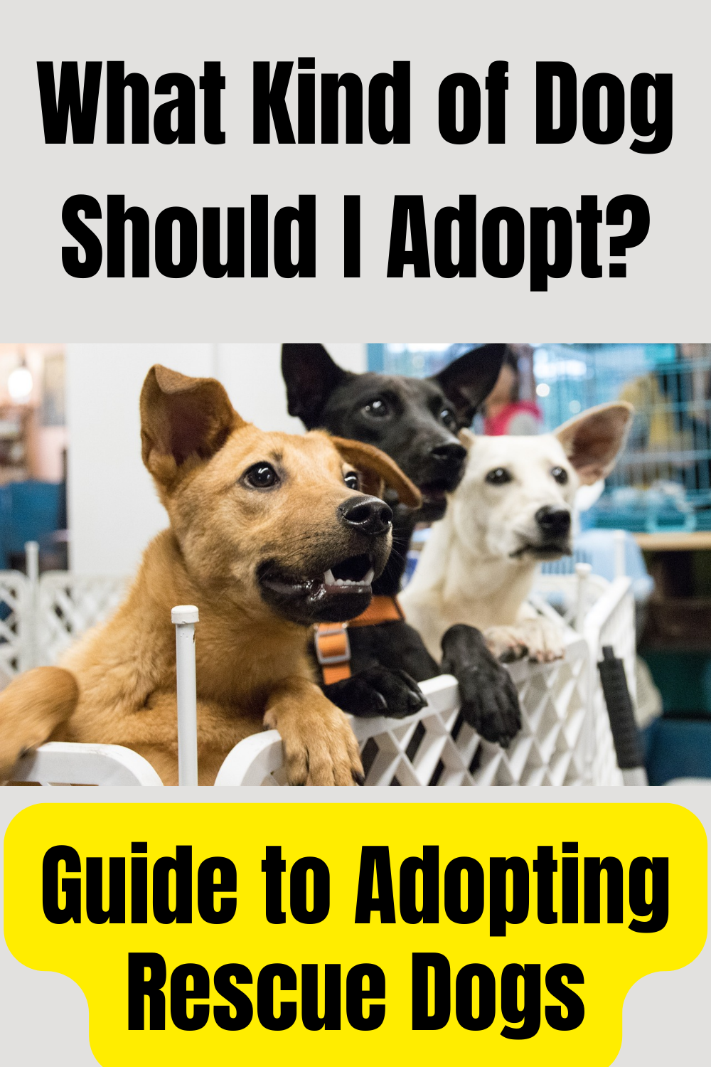 Adopting Rescue Dogs - How to Choose and Prepare