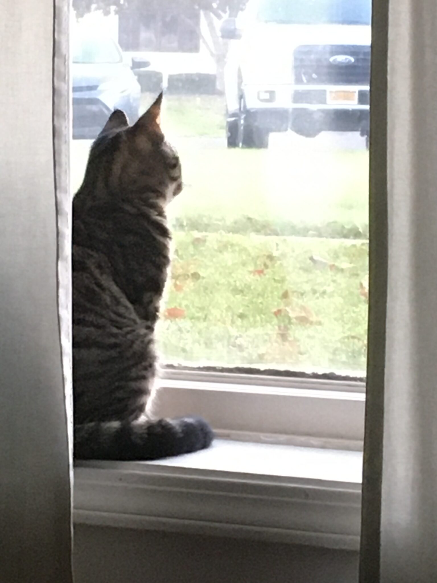 Why Does My Cat Keep Meowing? - 8 Most Likely Reasons