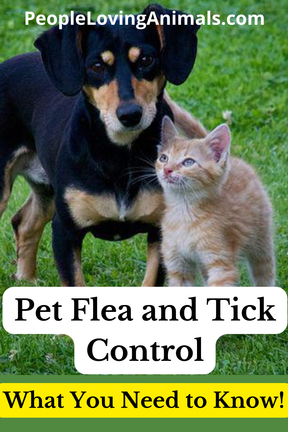 Pet Flea and Tick Control - Don't Waste Time - This WORKS