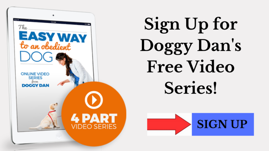 Ways to Stop Dog Barking - Quick Fixes Plus Real Solutions