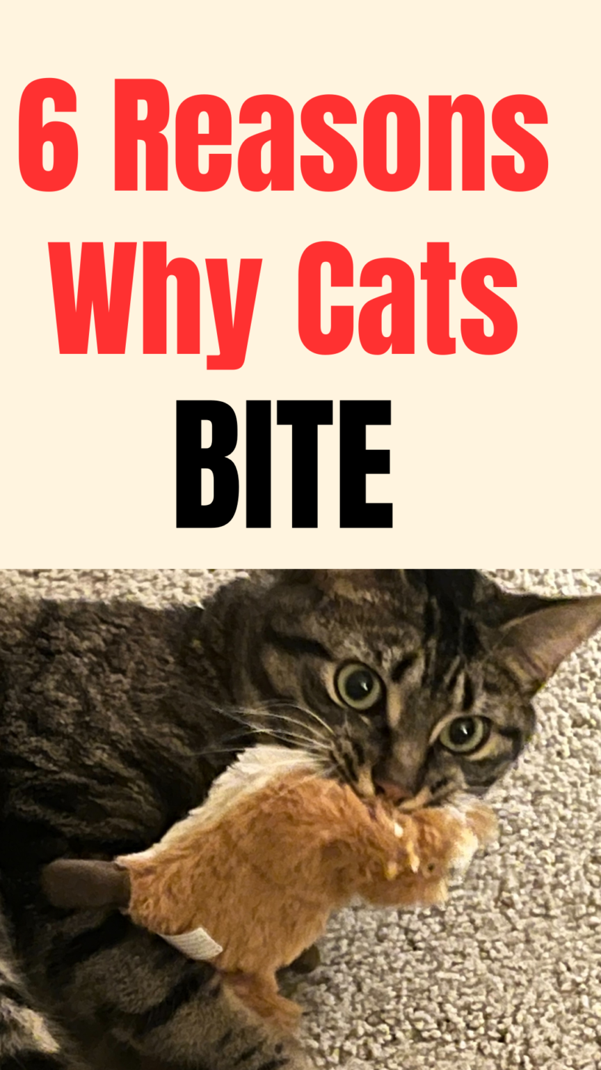 How to Stop a Cat from Biting - 6 Reasons Why Cats Bite