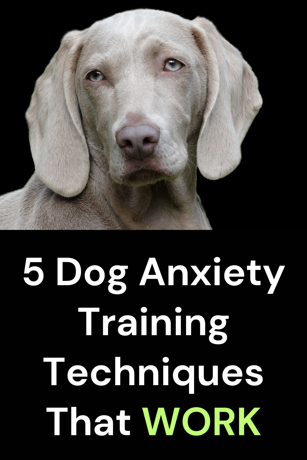 Dog Training for Anxiety - Your Dog Needs Your Help!