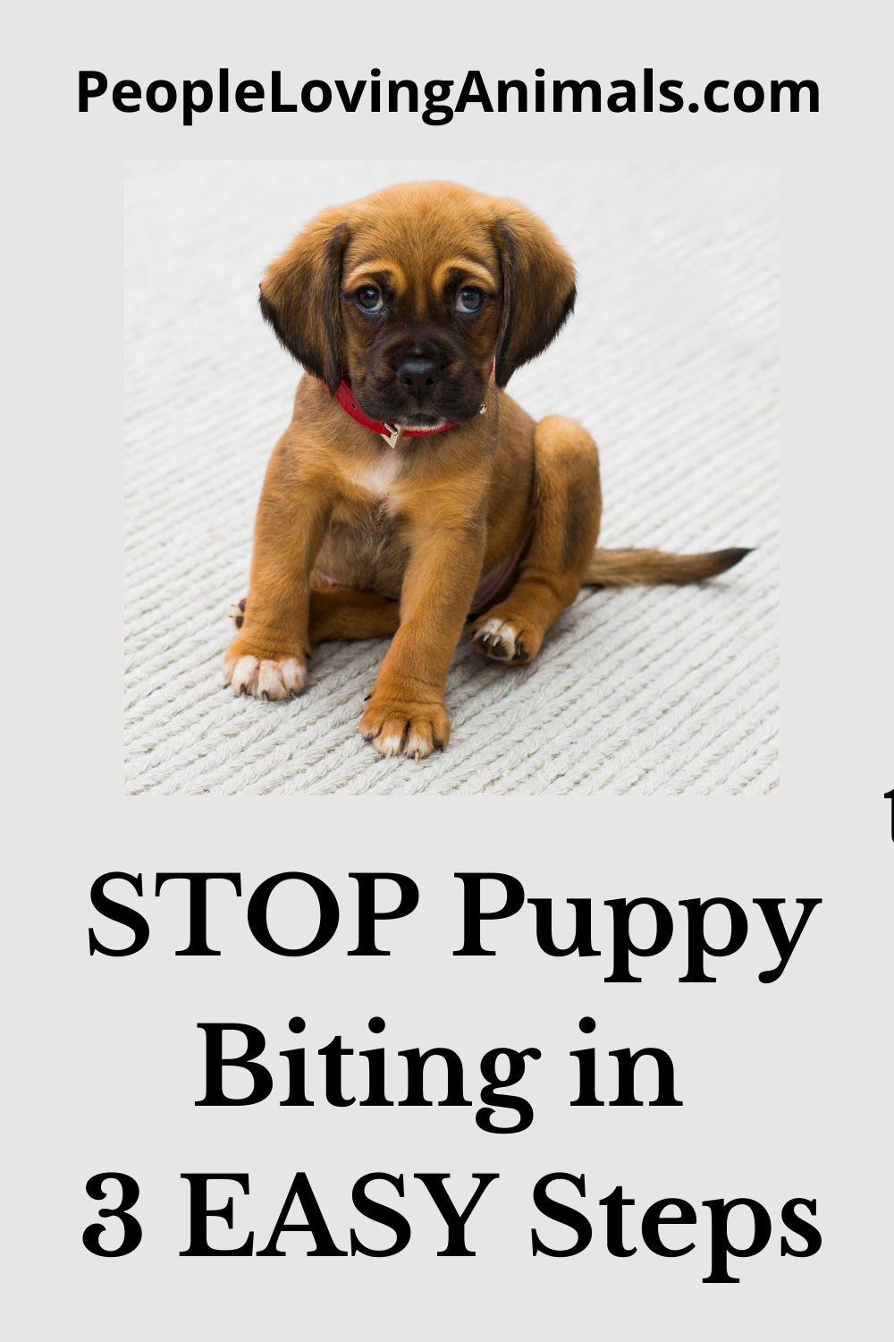 How to Stop a Puppy from Biting in 3 Easy Steps - Seriously