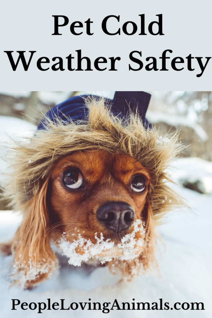 Pet Safety in Cold Weather - Protect Your Pets This Winter!