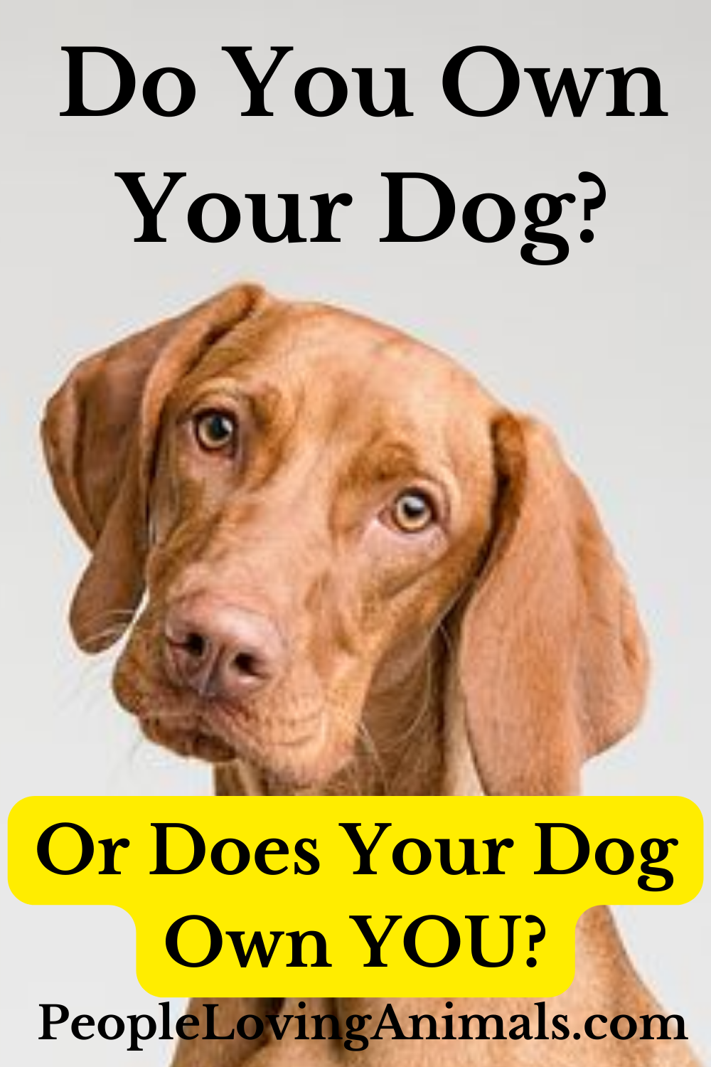 Do You Own Your Dog? - Or Does Your Dog Own YOU?
