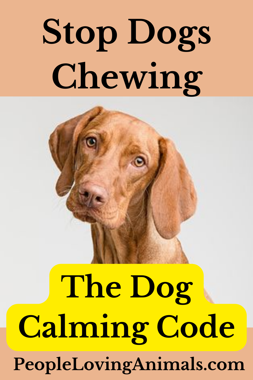 How to Stop a Dog from Chewing Everything - Dog Calming Code