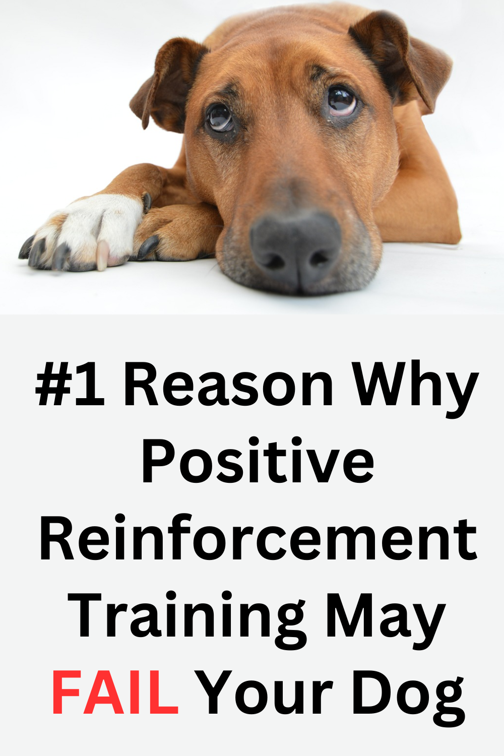 Why Positive Reinforcement Training May Fail Your Dog