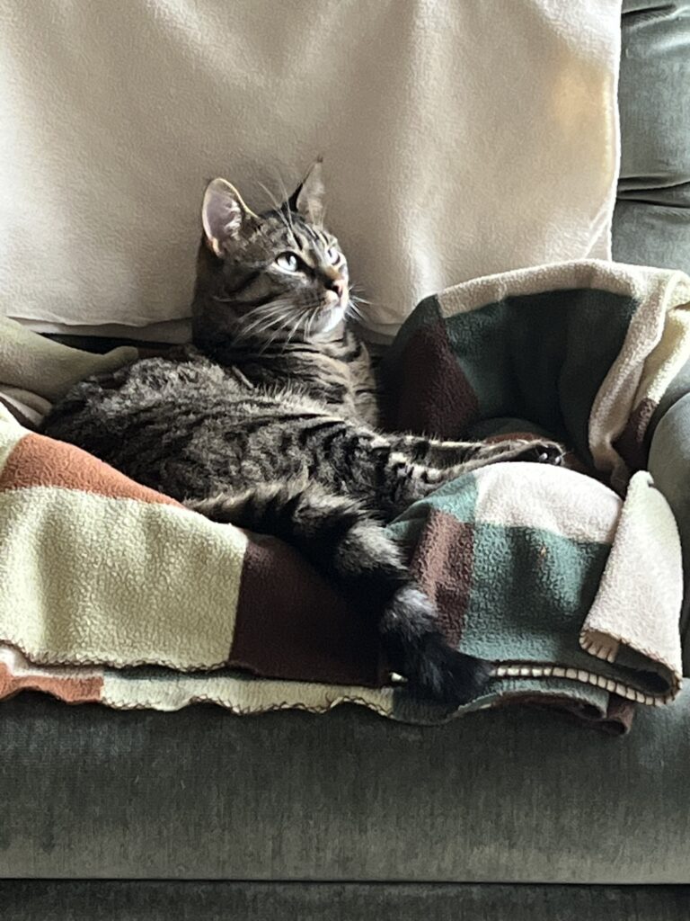 Spring Cleaning Tips for Pet Owners - Tips and Safety